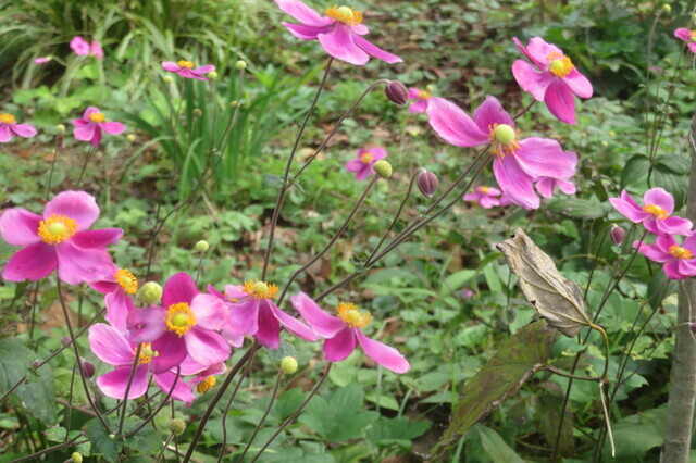 「コスモスの花畑」あけぼの山公園散歩: 悠々スローライフ